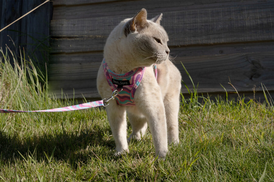 The Catwalk – Introducing your cat to wearing a harness