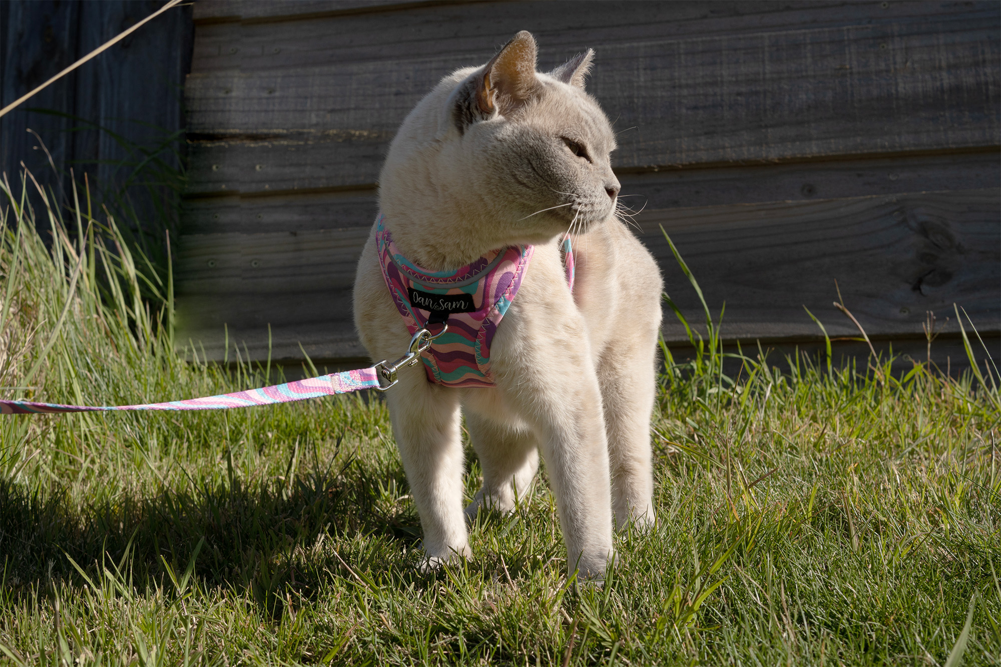 The Catwalk – Introducing your cat to wearing a harness