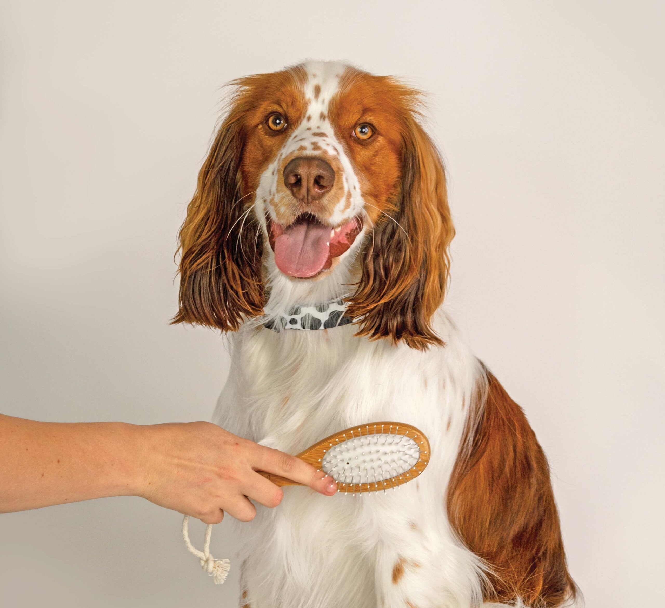 Winter Grooming Tips